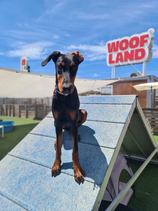 Woofland by Iron Dog no MAR Shopping Algarve comemora 1º aniversário ...