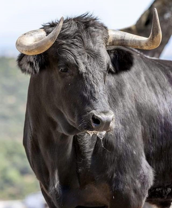 «Ao contrário do que afirmam os defensores da tourada, o Touro, usado ...