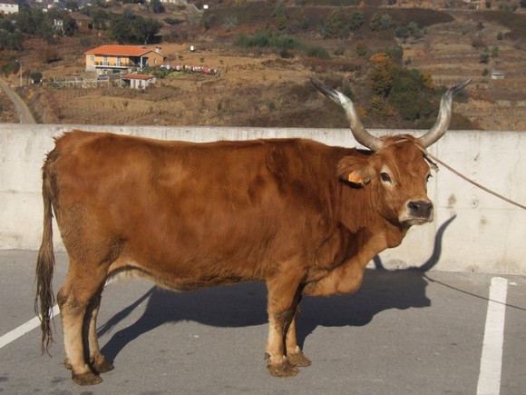 RAÇA CACHENA É ORIGINÁRIA DO ALTO MINHO - BLOGUE DO MINHO